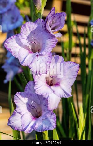 'Passos' Gladiolus, Gladiol (Gladiolus hybrid Stock Photo - Alamy