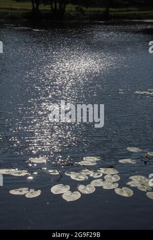 Sun reflection on lake at Thorskog castle in Sweden Stock Photo - Alamy