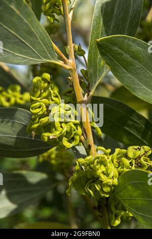 Leaves and newly formed seed-pods of velvet leafed wattle, Acacia ...