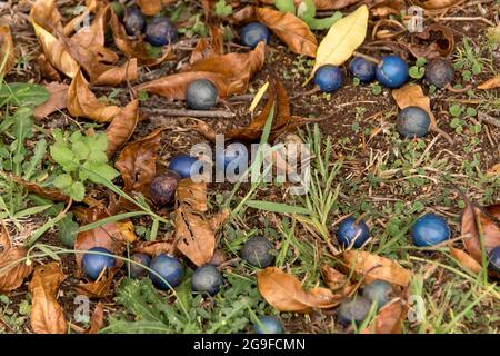 Several Blue quandong fruit, (Elaeocarpus angustifolius) ripening on ...