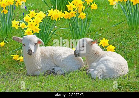 Pair of Lambs-Ovis aries on the Yorkshire Moors, Yorkshire, England, Uk ...