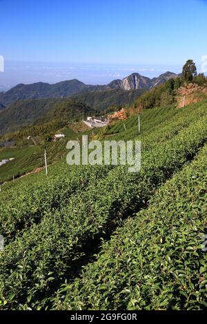 Tea fields in Taiwan. Hillside tea plantations in Shizhuo, Alishan ...