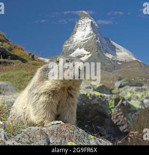 Alpine Marmot Marmota Marmota Switzerland Alps Mountains Stock Photo ...