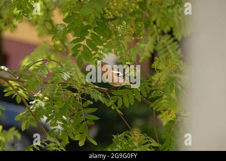 European robin, erithacus rubecula, birgsong, garden birds, smail bird ...