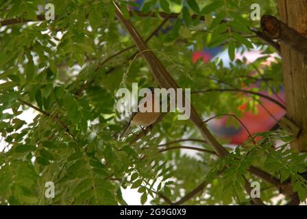 European robin, erithacus rubecula, birgsong, garden birds, smail bird ...