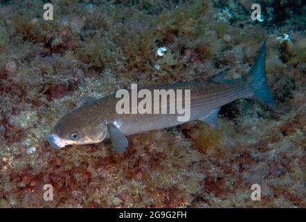 Flathead grey mullet Mugil cephalus, Mugilidae, Mediterranean Sea Stock ...