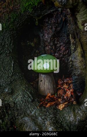 A toadstool in woodlands Stock Photo - Alamy