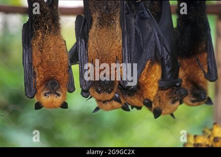 A fruit bat also known as a flying fox (Pteropus vampyrus) in Bali ...