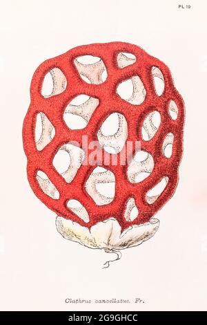 Latticed Stinkhorn Fungus (Clathrus ruber), also known as the Basket or ...