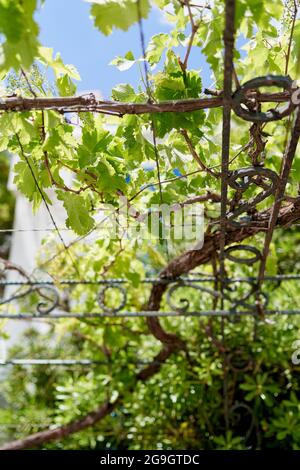 Metal forged fence with grape branches. Green Branch Background. High ...