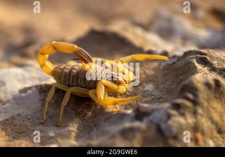 deathstalker scorpion (Leiurus quinquestriatus Stock Photo - Alamy