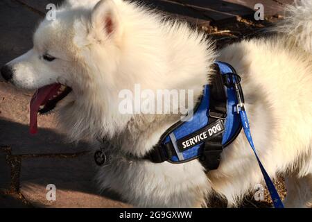 A service dog waits patiently beside his owner in a public park in ...