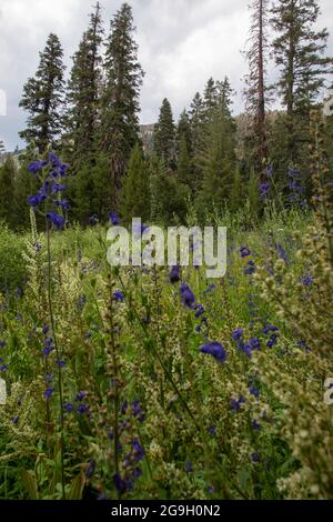 Agnew Meadows is a large field of wildflowers near Devil's Postpile ...