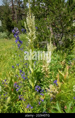 Agnew Meadows is a large field of wildflowers near Devil's Postpile ...