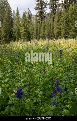 Agnew Meadows is a large field of wildflowers near Devil's Postpile ...