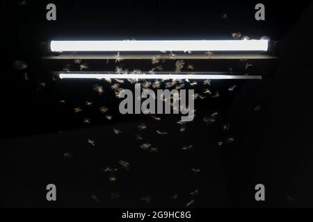 flying termites around a lamp Stock Photo - Alamy