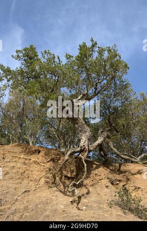 typical tree of Mediterranean in Sicily a cork oak with the roots ...