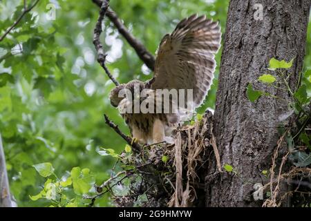 red shouldered hawk babies at nest Stock Photo - Alamy