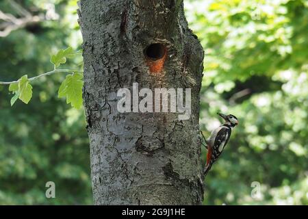 Great spotted woodpecker, Buntspecht, Pic épeiche, Dendrocopos major, nagy fakopáncs, Budapest ...