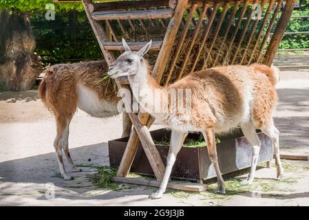 Guanaco eating hay on a small farm, grazing at the zoo Stock Photo - Alamy