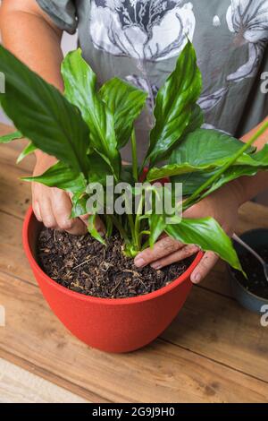 A woman transplants a spathiphyllum flower into a square flower pot ...