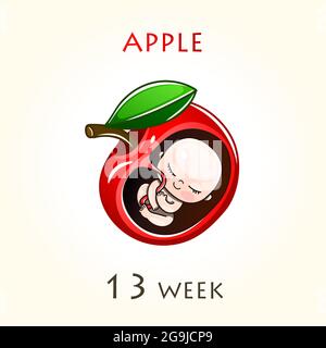 Human Fetus at 13 Weeks Stock Photo - Alamy