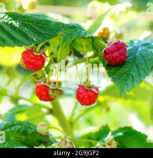 Raspberries. Growing Organic Berries Closeup. Ripe Raspberry In The ...