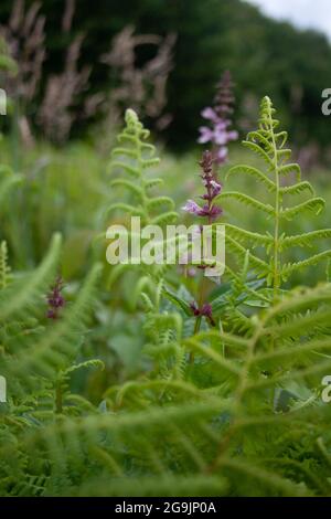 Native Plants Wild Ferns Stock Photo - Alamy