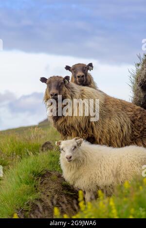 Sheep at Hjoerleifshoefdi (Viking grave), Myrdalur, Suourland, Iceland ...