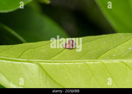 Vedalia beetle (Novius cardinalis) on Mikan orange leaf, Isehara City ...
