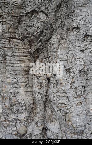 Bark, bark of old ficus tree (Ficus), Termini Imerese, Sicily, Italy ...