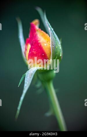 ROSA PICCADILLY. ROSE AND BUD Stock Photo - Alamy