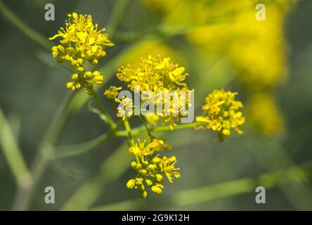 Woad (Isatis tinctoria), used until the Middle Ages to obtain the ...