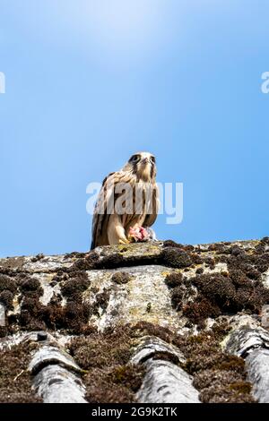 Common Common Kestrel (Falco tinnunculus), Volcanic Eifel, Rhineland ...