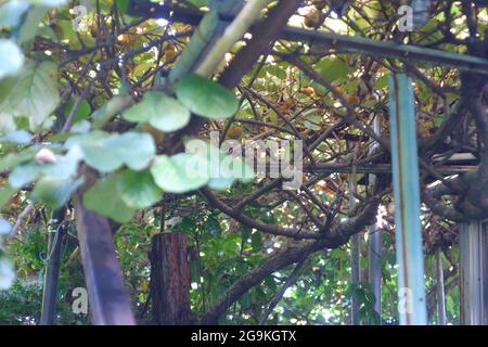 Iron Rust and Weeds - Late July Summer - Mie, Japan Stock Photo - Alamy