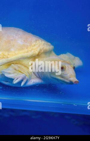 Close-up of a fierce farmed turtle Stock Photo - Alamy