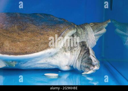 Close-up of a fierce farmed turtle Stock Photo - Alamy