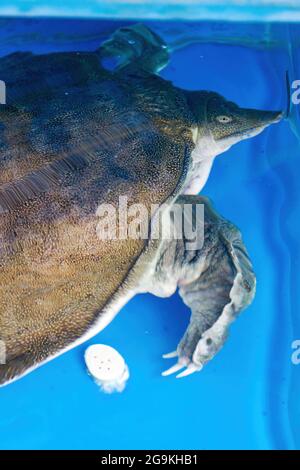 Close-up of a fierce farmed turtle Stock Photo - Alamy
