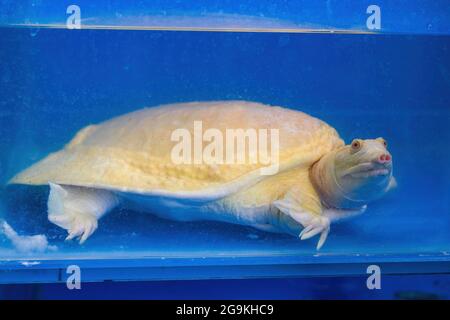 Close-up of a fierce farmed turtle Stock Photo - Alamy