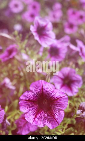 Purple Petunias in bright sunlight Stock Photo - Alamy