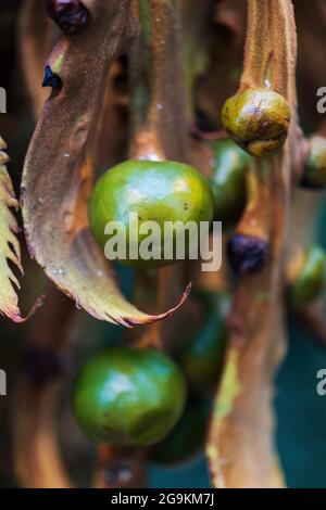 Queen sago, sago palm fern, Cycas circinalis Stock Photo - Alamy