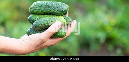 Banner with several fresh cucumbers in a hand of farmer. soft focus ...