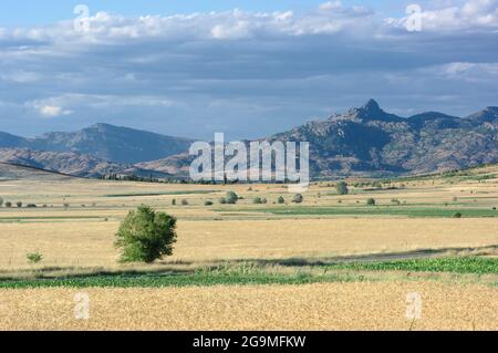 Agricultural landscape with trees, Republic of Macedonia Stock Photo ...