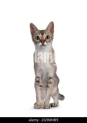 Cute curious Singapura cat, standing side ways facing front. Looking ...