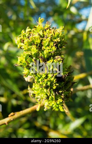 Mossy Willow Catkin Gall on Willow Tree Stock Photo - Alamy