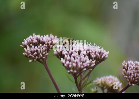 wild bee on a purple swamp flower Stock Photo - Alamy