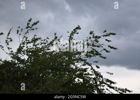 sparrow swarm in a tree at thunderstorm start Stock Photo - Alamy