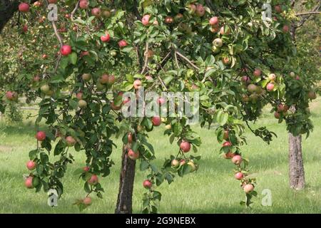 Apple tree, apple, malus silvestris, garden Stock Photo - Alamy