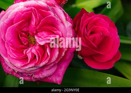 Romantic Rosa ‘Charisma’, Rose 'Charisma', Floribunda rose 'Charisma ...