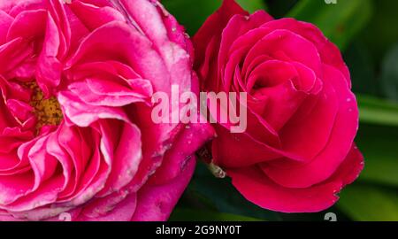 Romantic Rosa ‘Charisma’, Rose 'Charisma', Floribunda rose 'Charisma ...